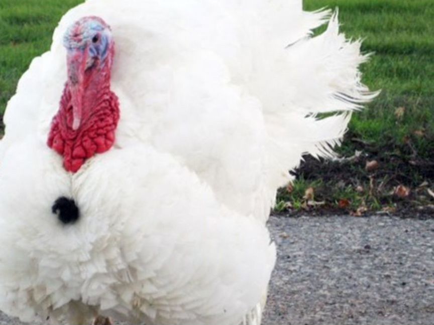 Индюки индюшата