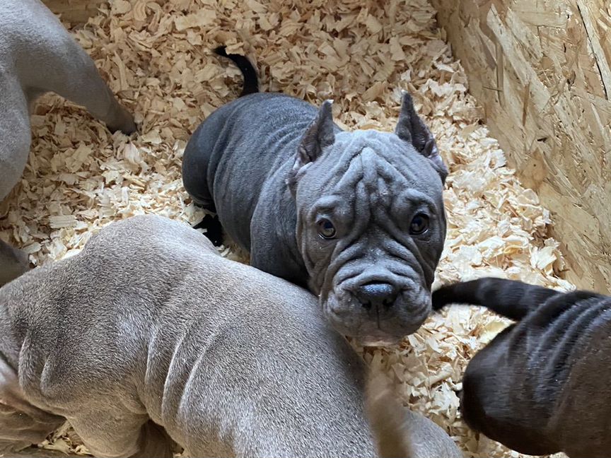 Американский булли покет мальчик