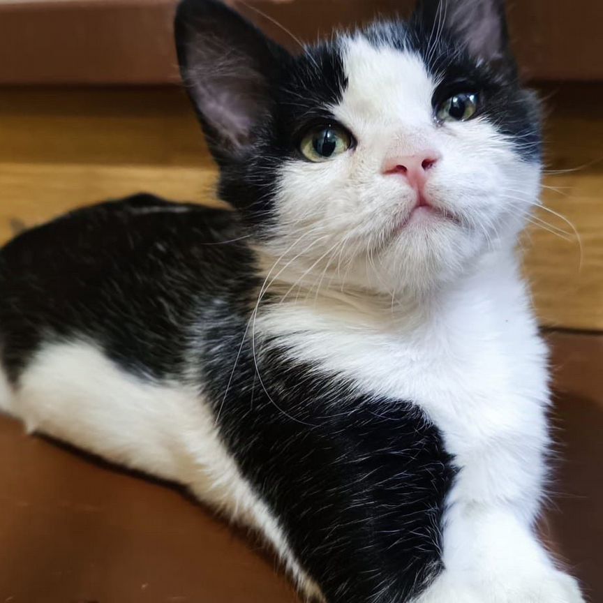 Котята