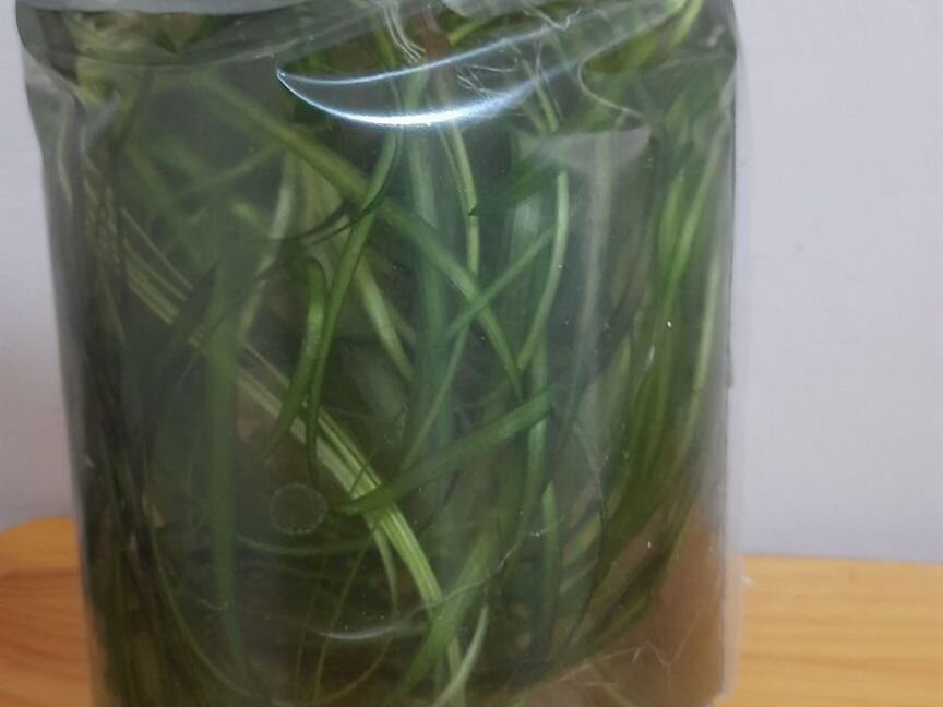 Растения водоросли валеснерия