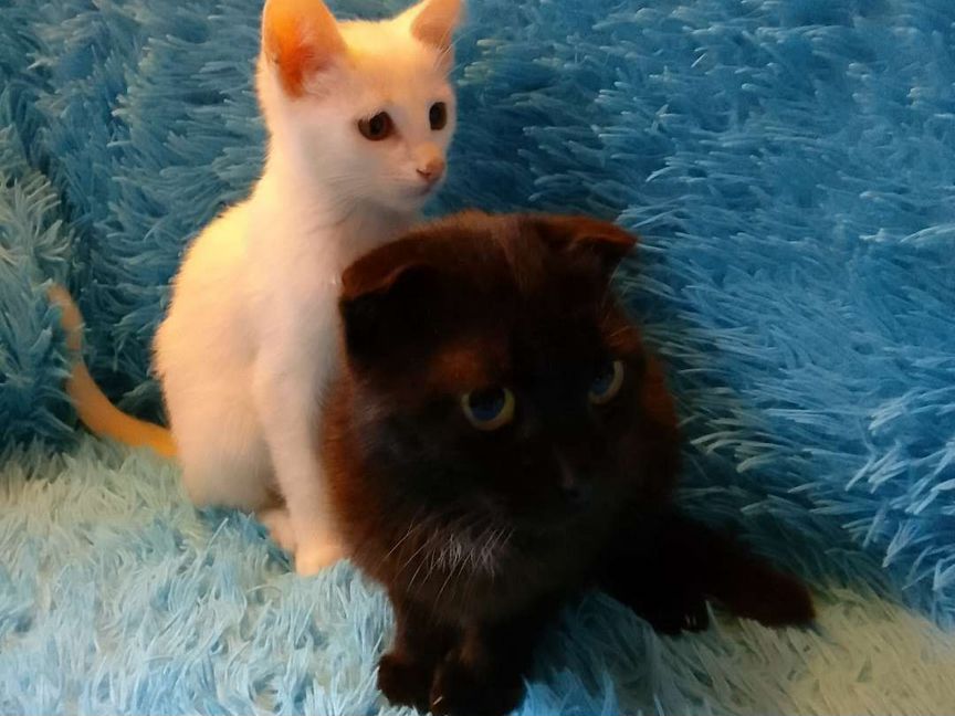 Котята,щенок