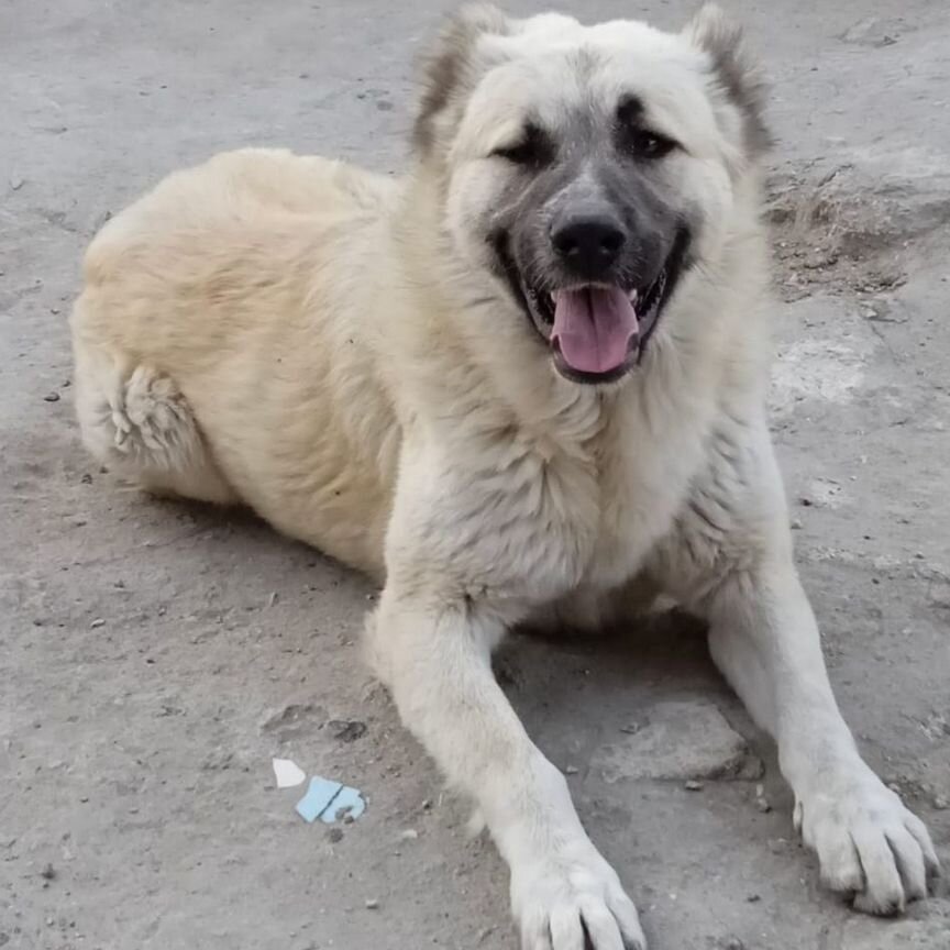 Собака в добрые руки щенок