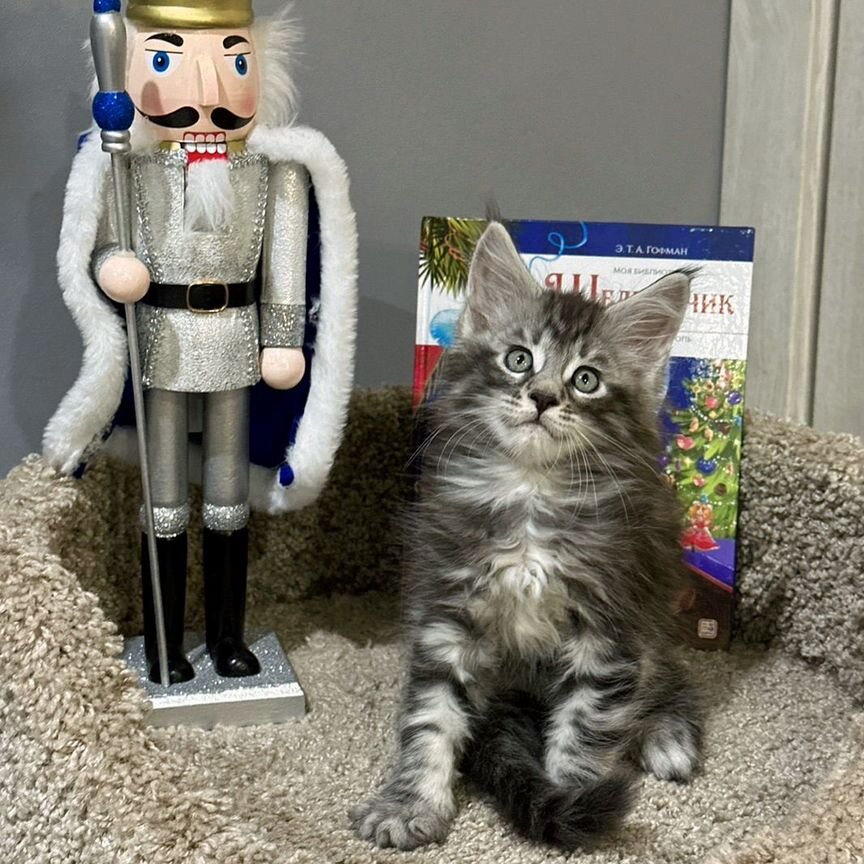 Котенок мальчик мейн-кун