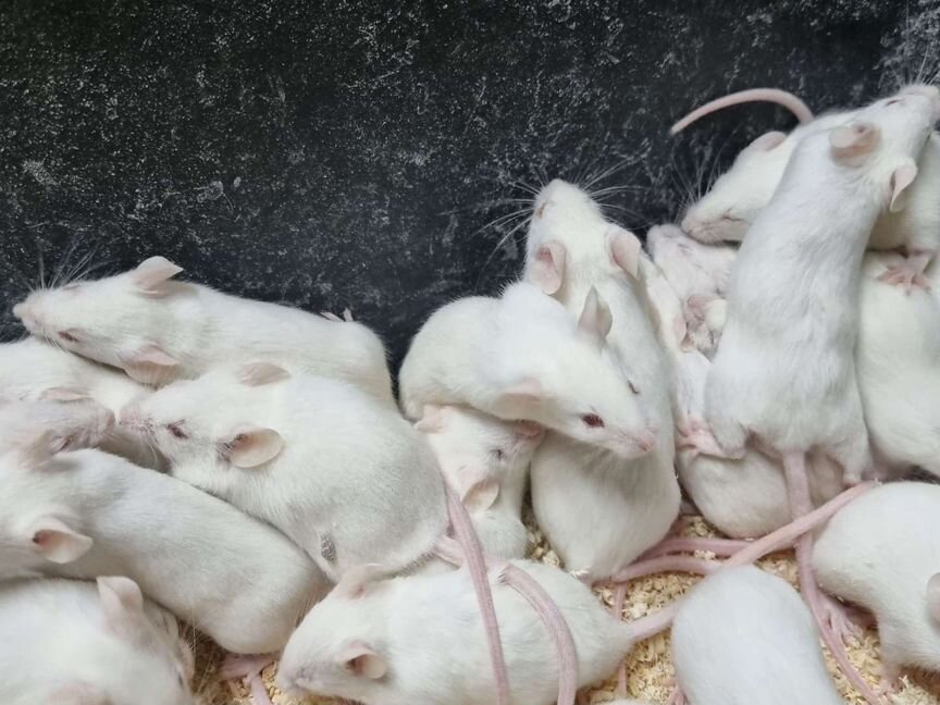 Кормовые мыши