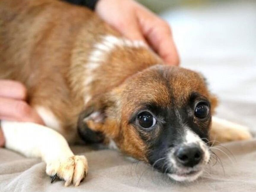 Маленькая молодая собачка 4,6 кг в добрые руки