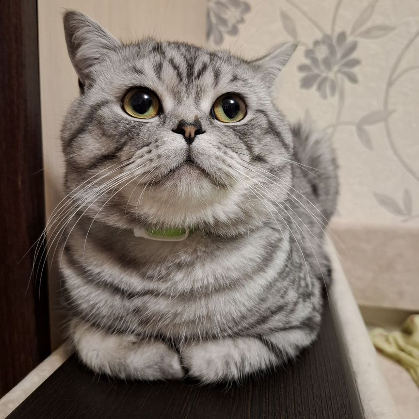 Шотландский кот вязка