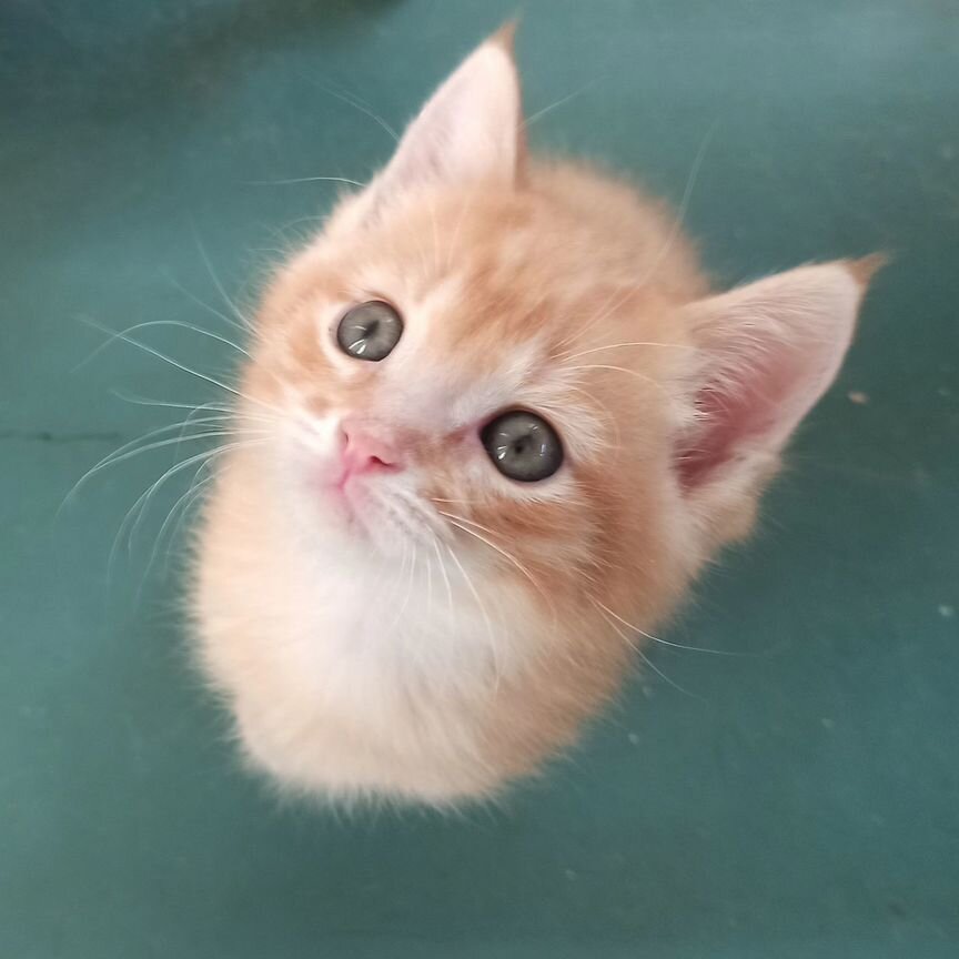 Рыжий крошка