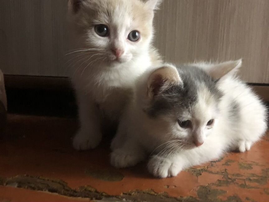 Котята в добрые руки бесплатно