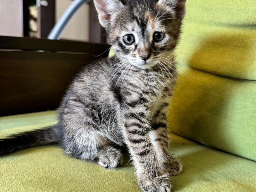 Котенок девочка в добрые руки