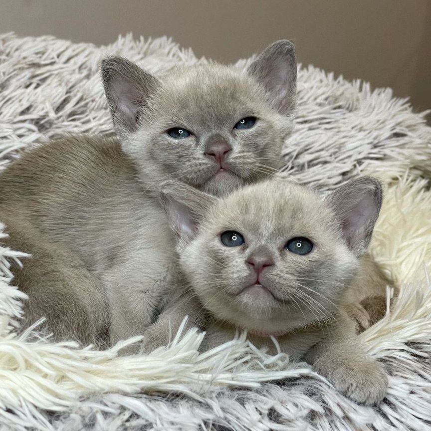 Европейский бурманский котёнок