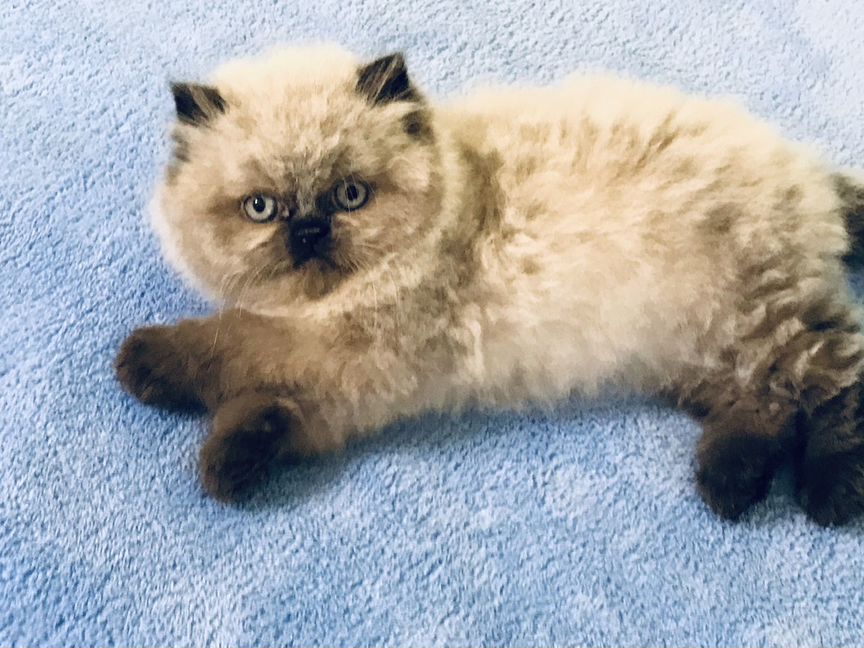 Персидский колор-поинт