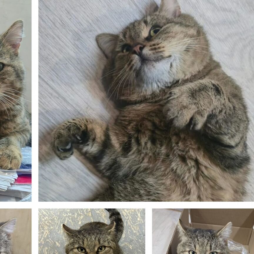 Котик Василий в добрые руки