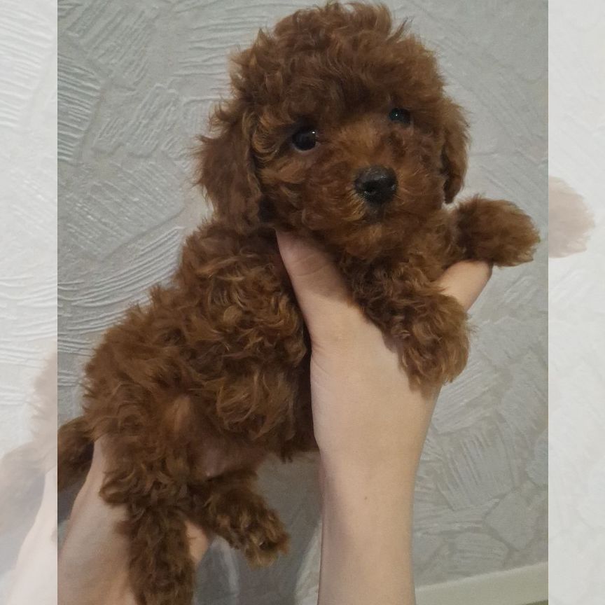 Пудель, щенок