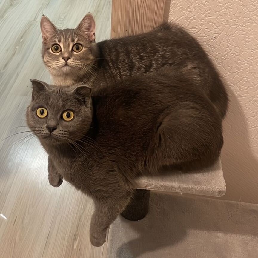 Шотландский вислоухий короткошёрстный котёнок