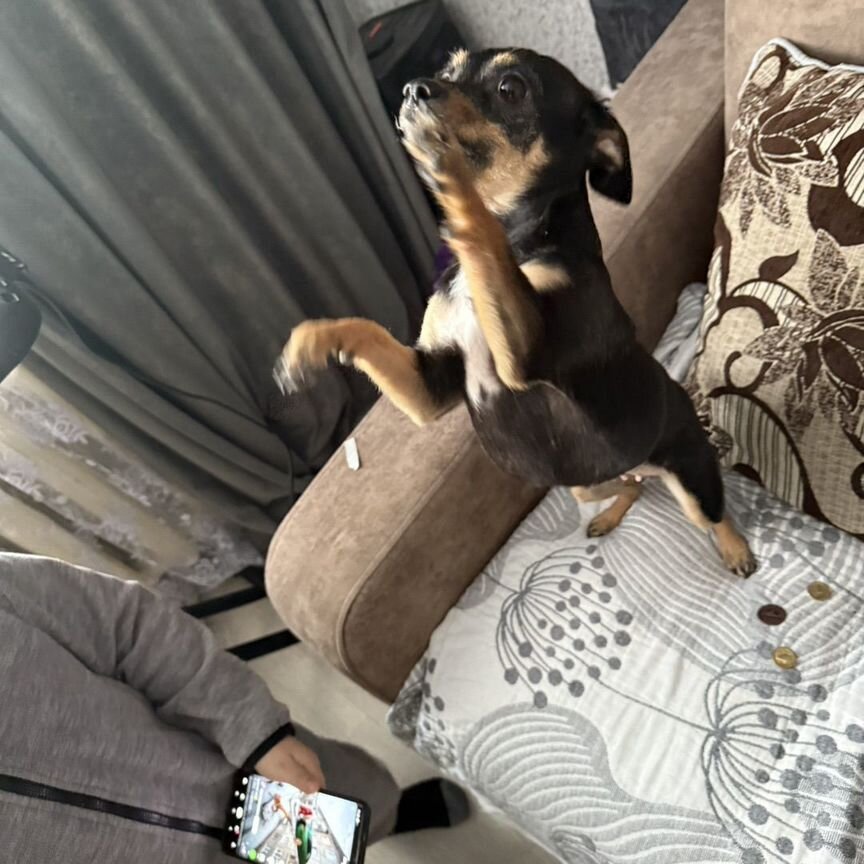 Русский той-терьер, взрослая собака