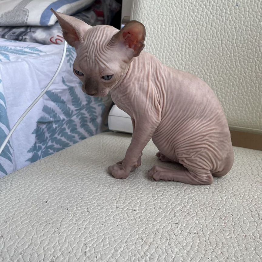 Котята канадского сфинкса