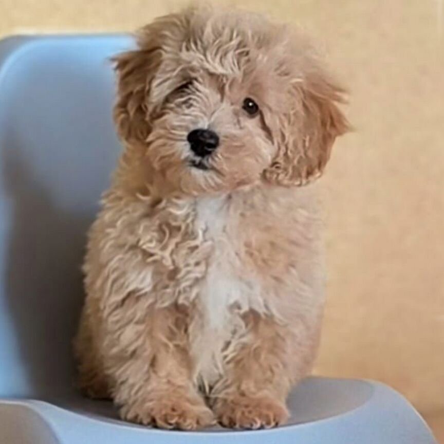 Мальтипу, щенок