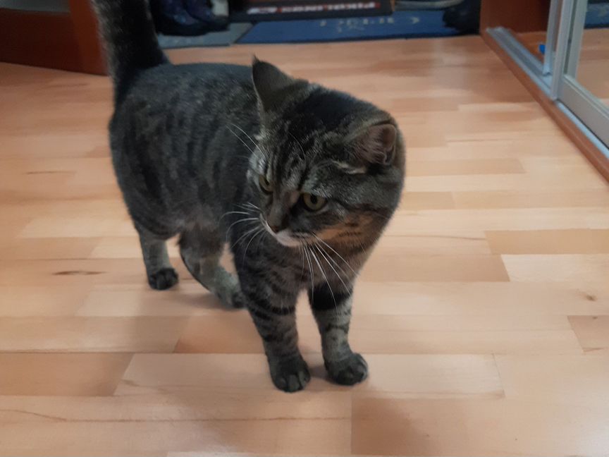 Кошка
