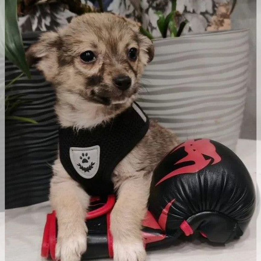 Щенок в добрые руки