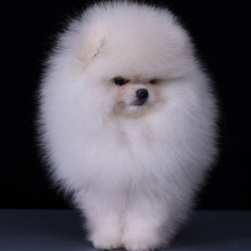 Померанский шпиц, щенок