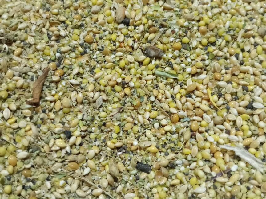 Просо желтое 2сорт