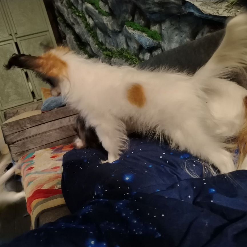 Континентальный той-спаниель папильон, щенок