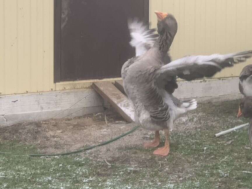 Тулузские гуси