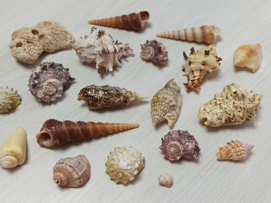 Морские ракушки раковины