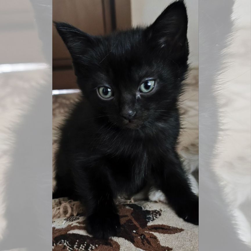 Котята 2 месяца ищут заботливых родителей