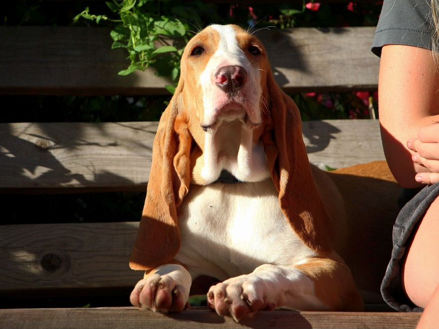 Сабуэсо Эспаньол (гончая )