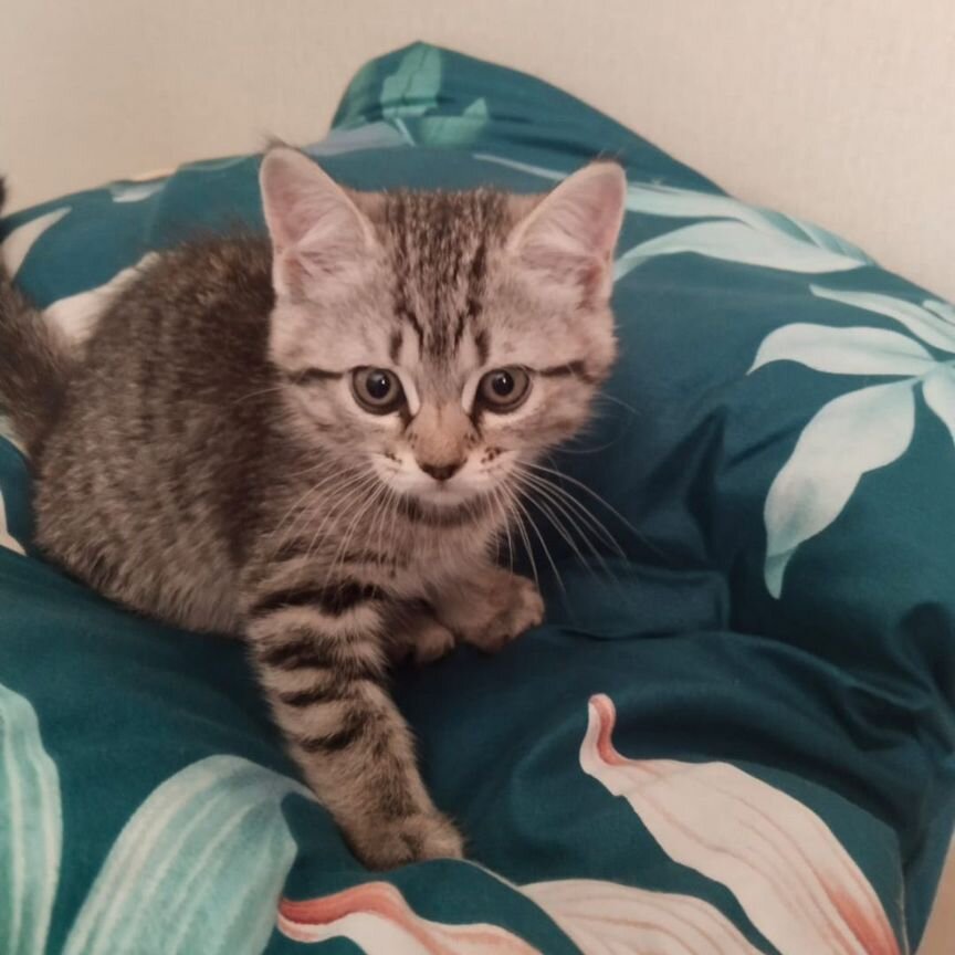 Тайская кошка