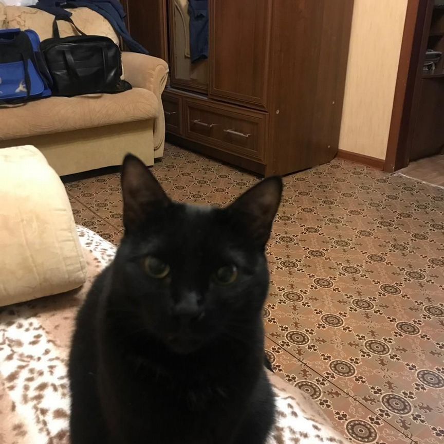 Кошечка