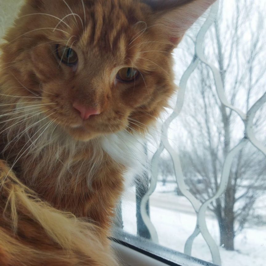 Кошка мейкун