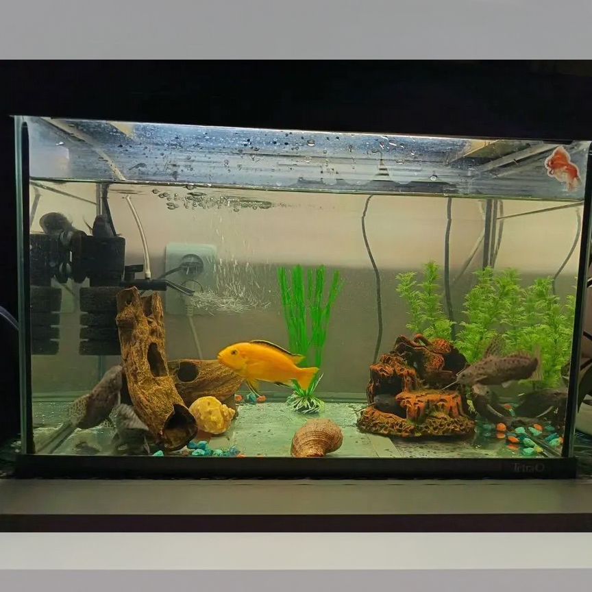 Аквариум Tetra 50 л