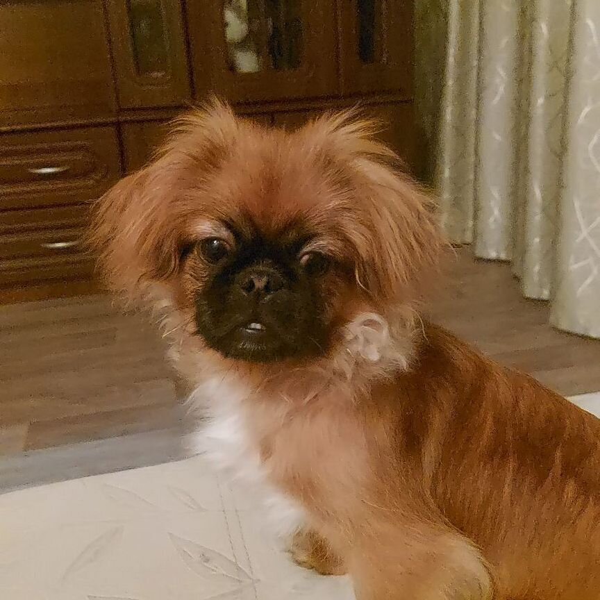 Домашние животные собаки щенки бесплатно