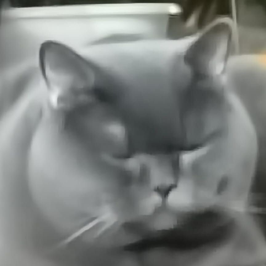 Кот британец