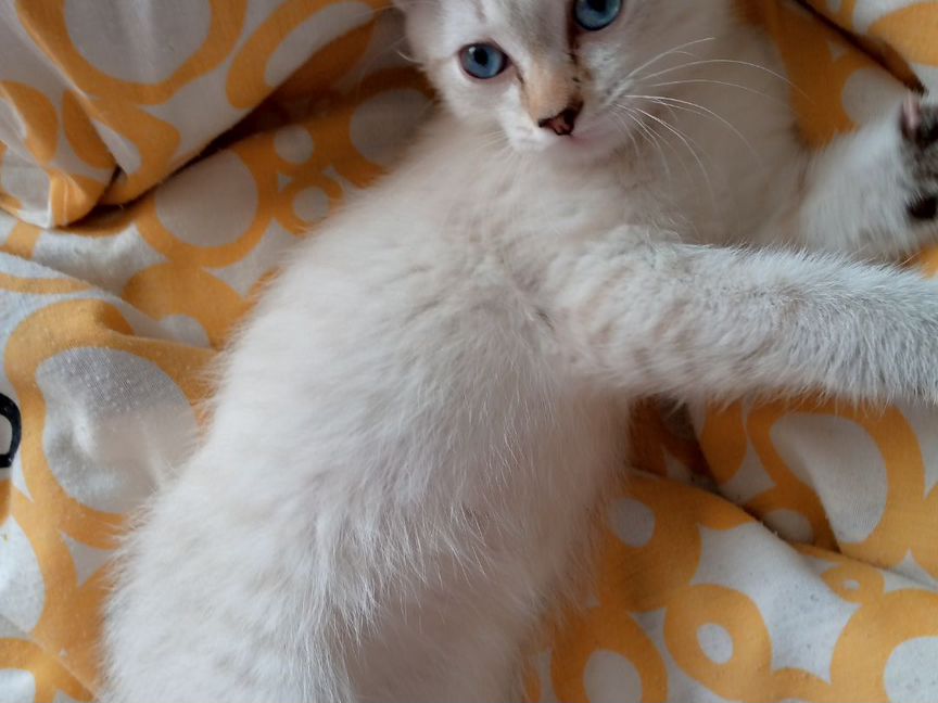 Котик бесплатно 2 месяца