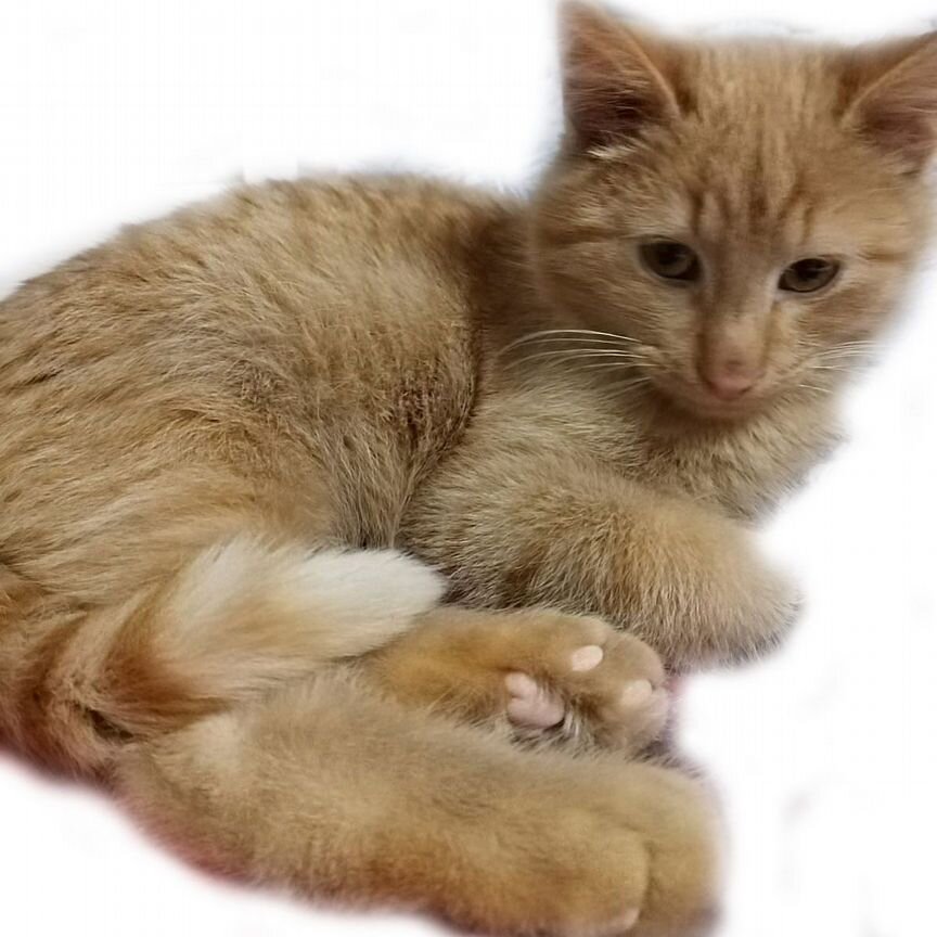 Котёнок.5 мес.Ему некуда деться