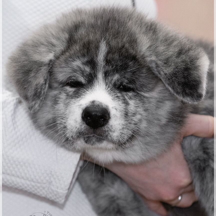 Акита-ину, щенок