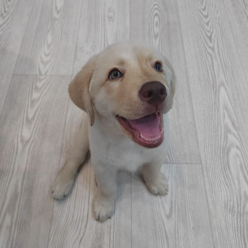 Щенок лабрадора