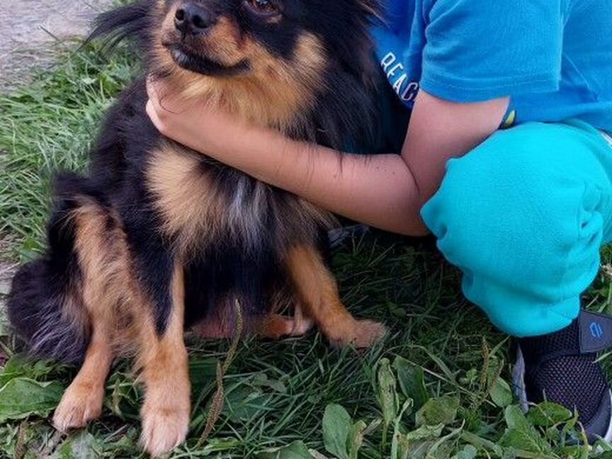 Вязка собак шпиц