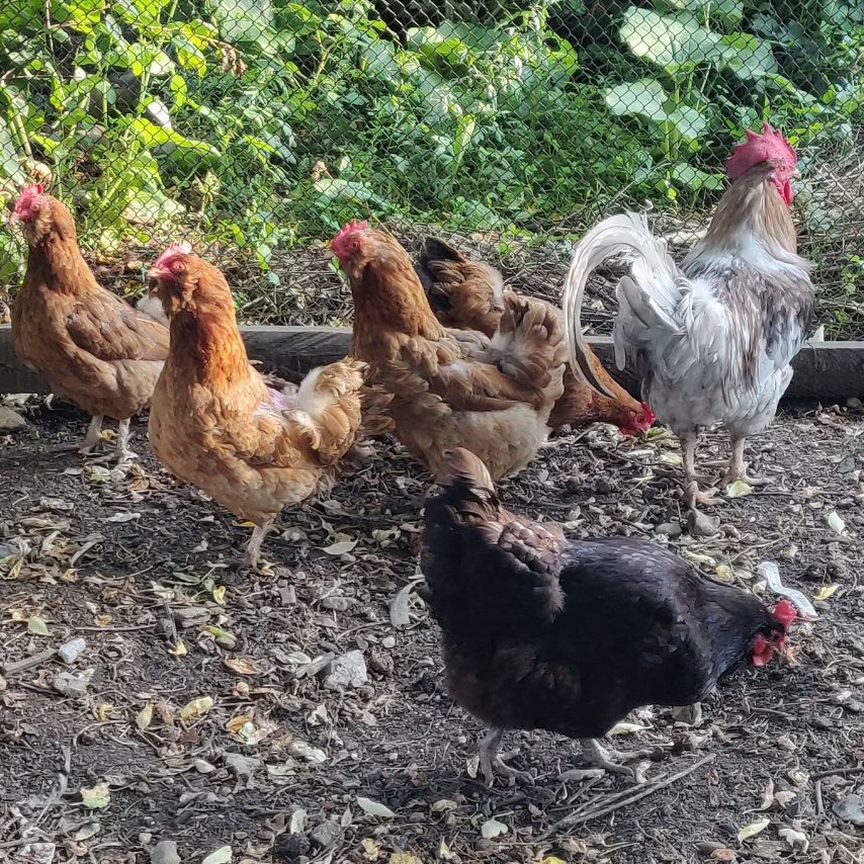 Семья кур- несушек