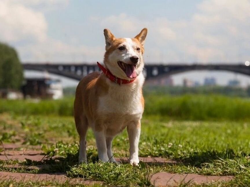 Отдам молодую собачку. Стерильная
