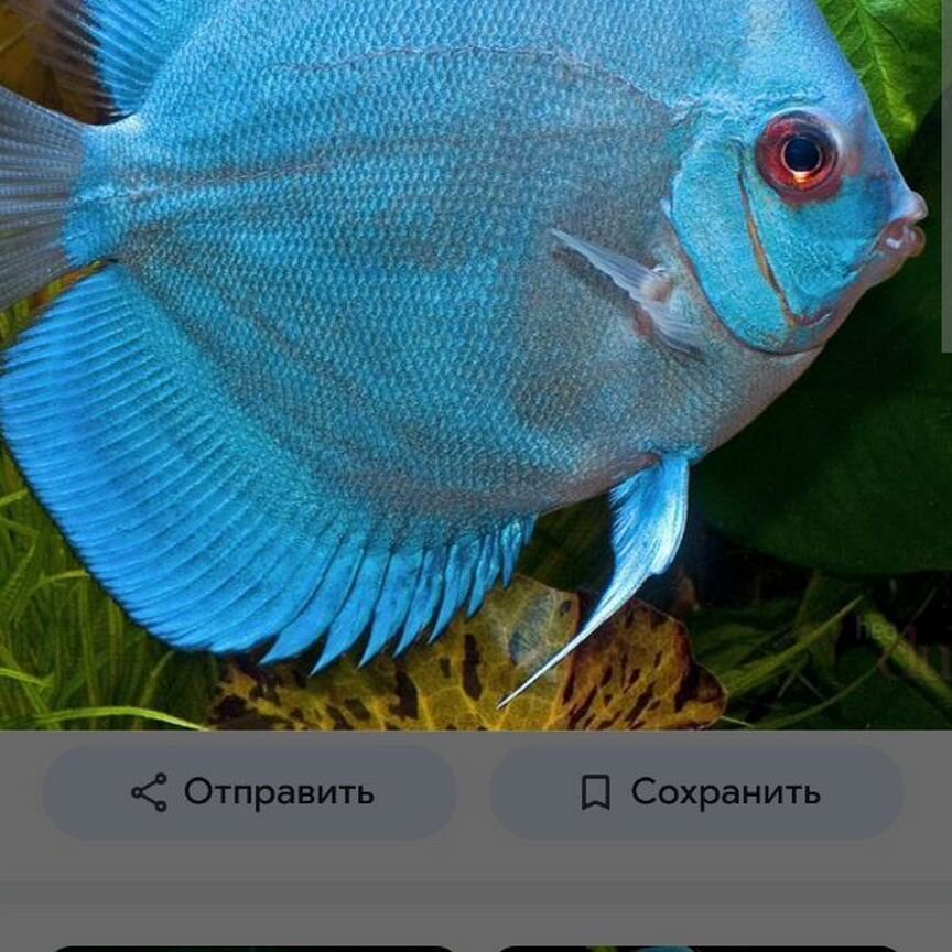 Дискус