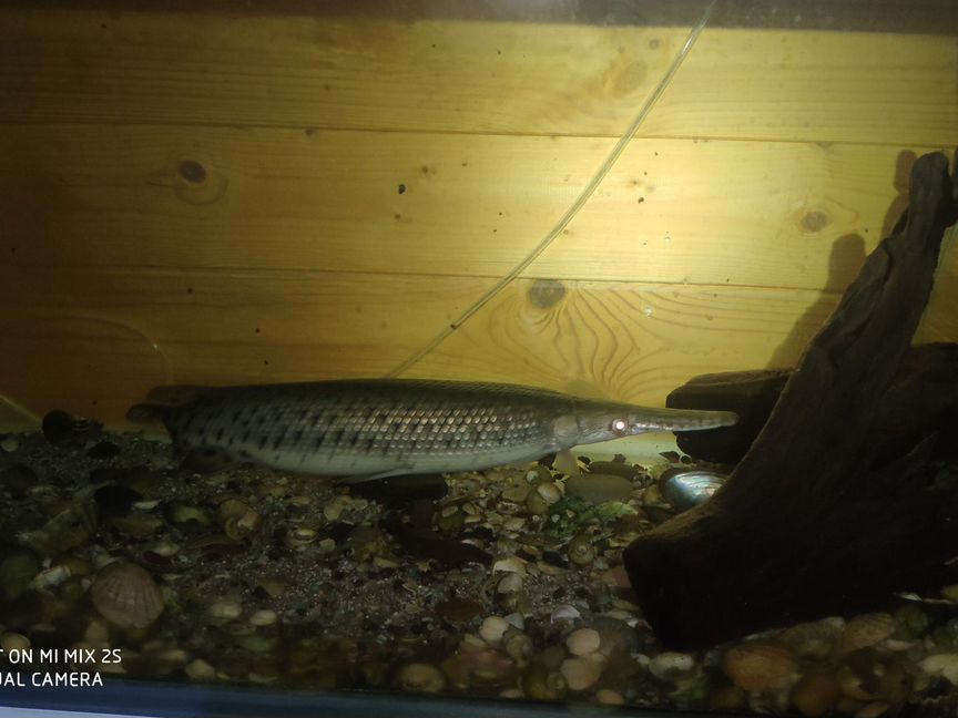 Аквариум Щука Панцирная