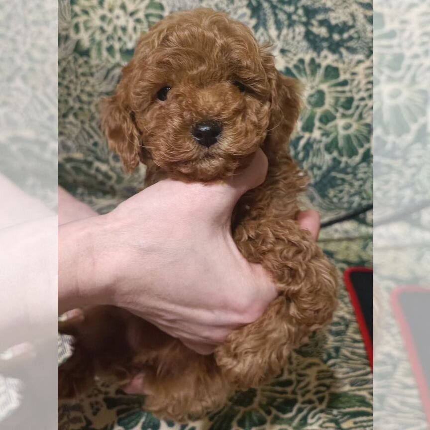 Пудель, щенок