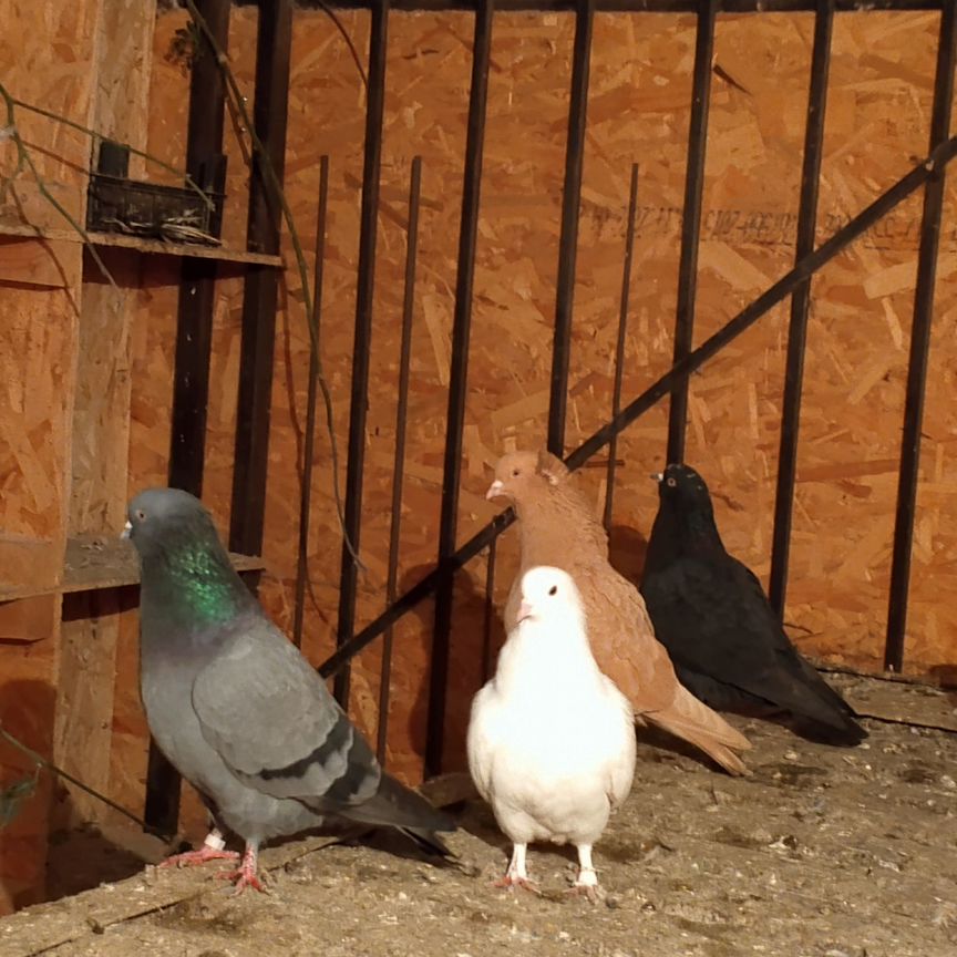 Голуби бакинские
