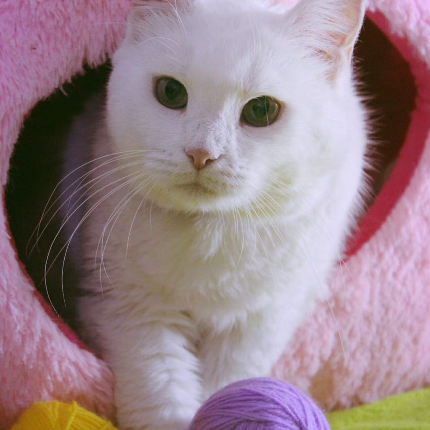 Белая кошка 1,5 года