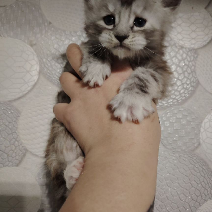 Котята мейн-кун