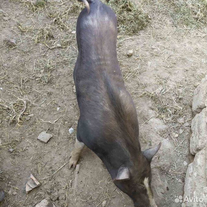 Рабочий хряк вьетнамец